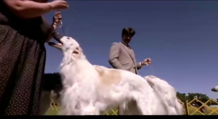 [PBS]新星 狗狗的起源与演化 双语字幕