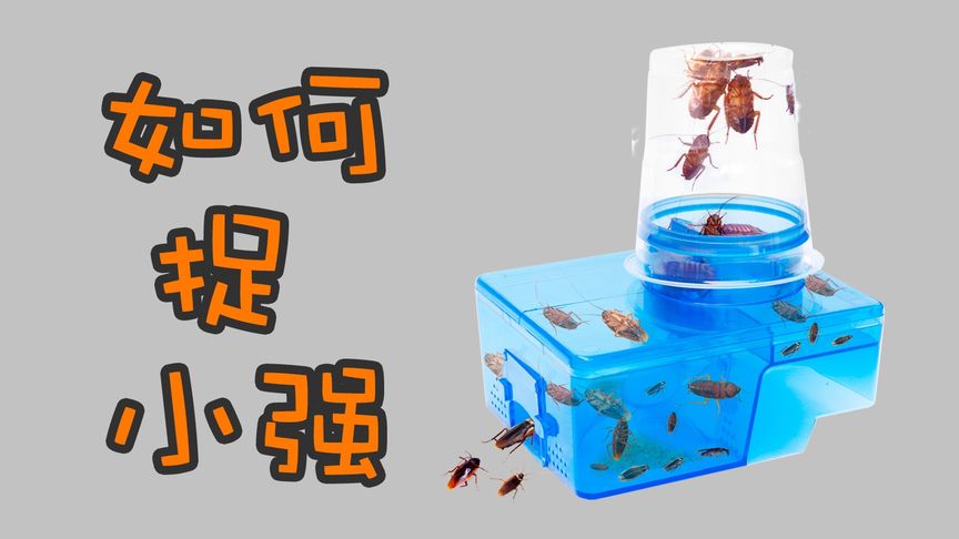 这样使用蟑螂屋,想不抓到小强都难