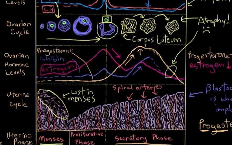 女性月经周期-内膜厚度变化和激素的关系:窦卵泡-排卵-黄体-白体