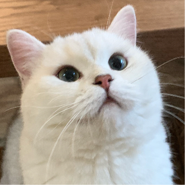 暮羽的咕噜猫猫 