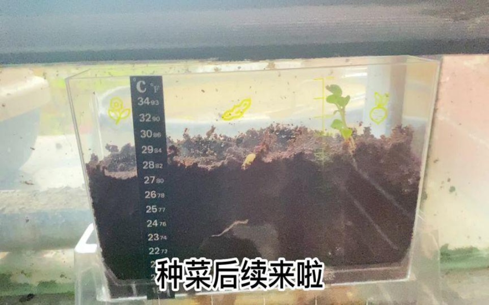 种菜后续来啦植物观察记录