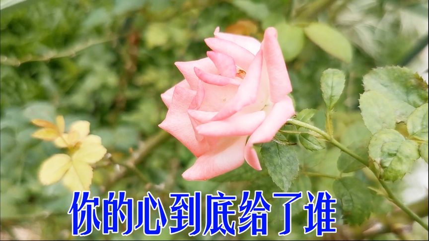 新歌一曲《你的心到底给了谁》不管我怎么祈求,也留不住你的温柔