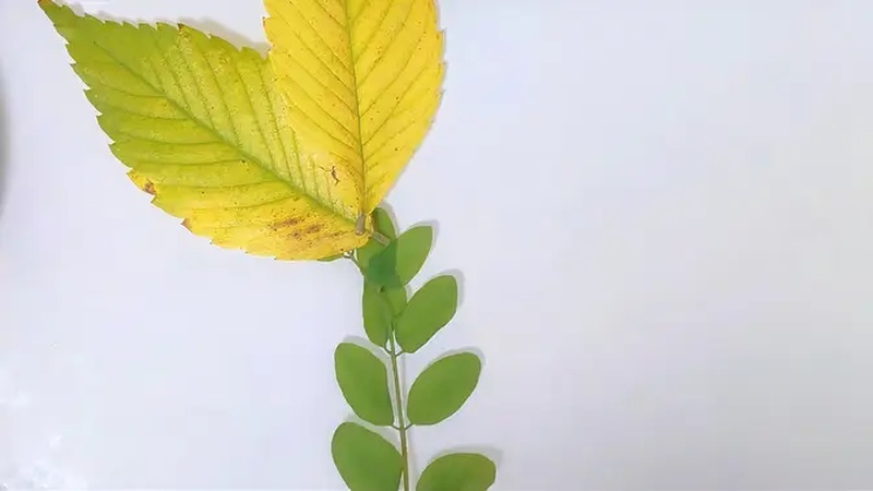 书页间的绿叶:打造专属植树节纪念书签
