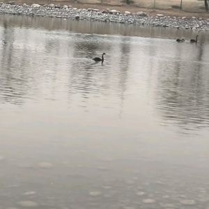 董老师播报员 