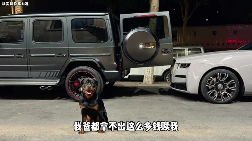 沈阳网红悬赏30万重金寻狗