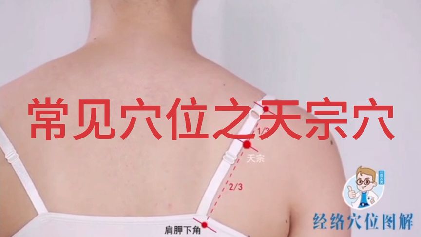 常见穴位之天宗穴