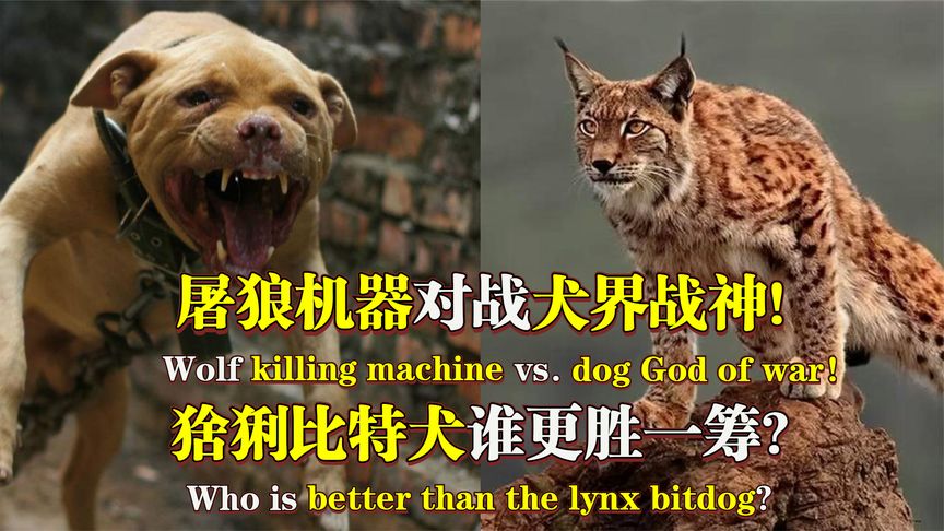 当“屠狼机器”遇到“犬界战神”会怎样?猞猁比特犬谁更胜一筹!