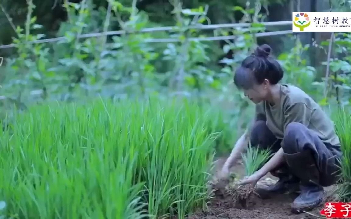 【中小学生劳动教育视频】水稻一生(诗意、现实、机械化)