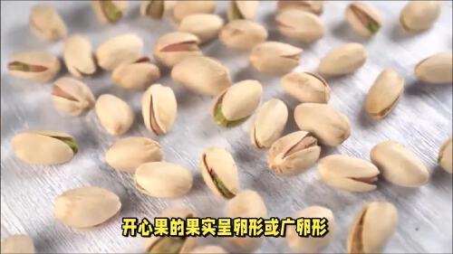 白果和开心果的区别详细介绍,白果和开心果功效