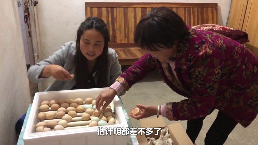 燕子孵的48只小鸡开始出壳了,呆萌呆萌的超可爱,婆媳俩好激动,