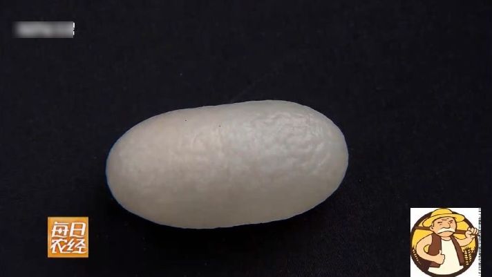 农村大叔把一个蚕茧抽丝,一个蚕茧能抽出几百米吗?