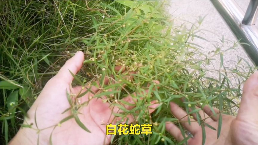 刚知道“蛇舌草”的妙用这么厉害!门口种几颗必要时或许能帮大忙