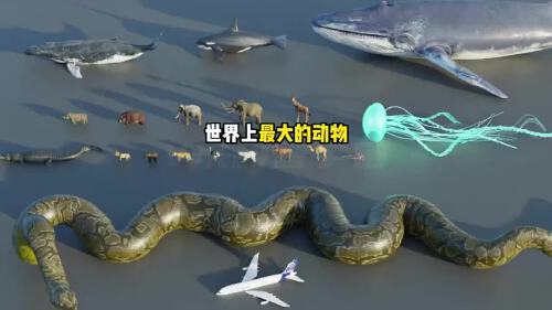 你知道世界上最小最大的动物是谁吗