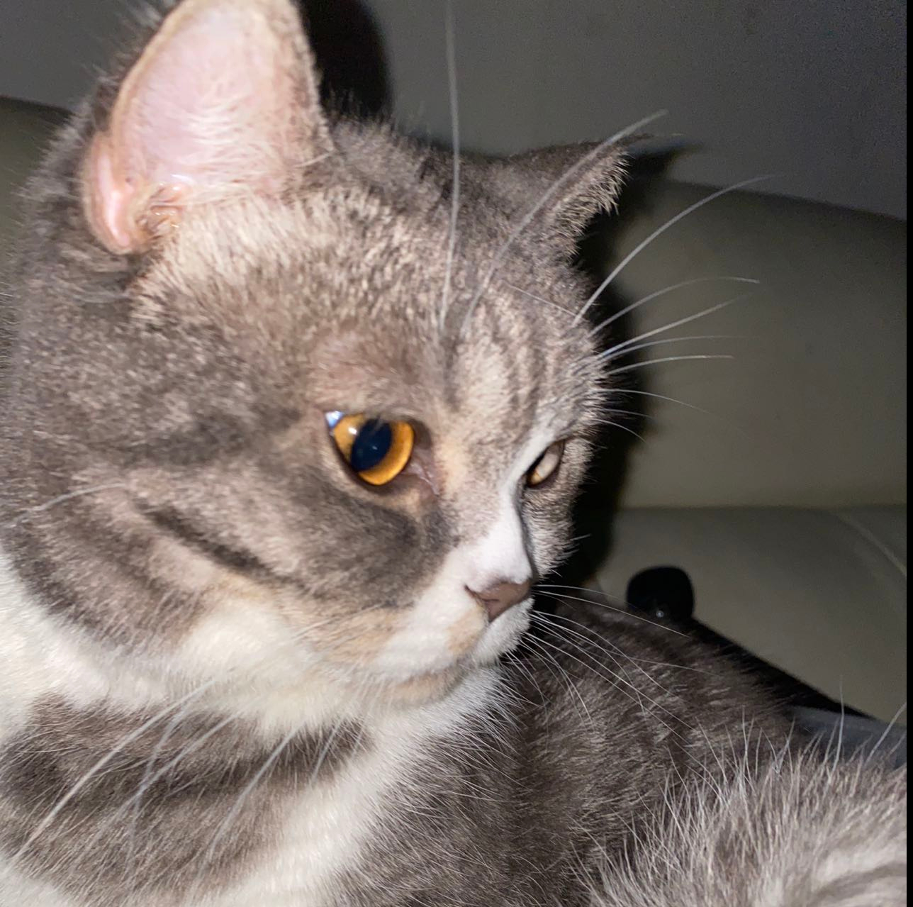 被流放的猫 