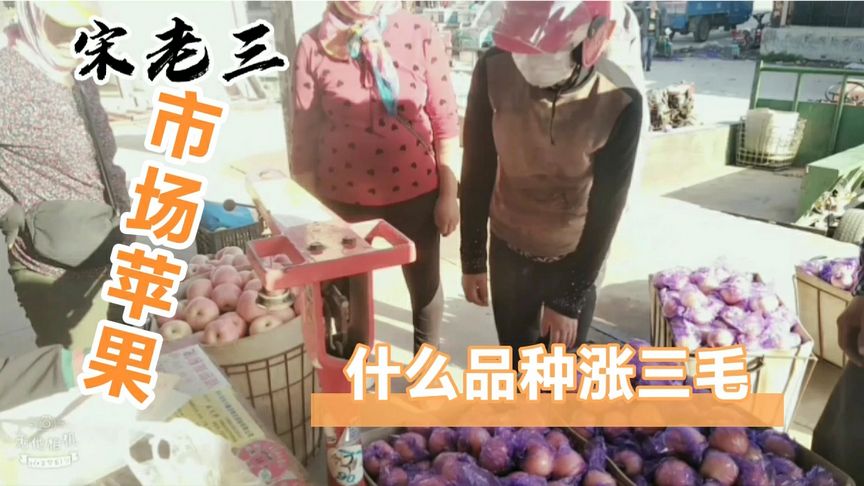 实拍,最大的苹果收购市场,13号货量增大,今天市场价格是多少呢