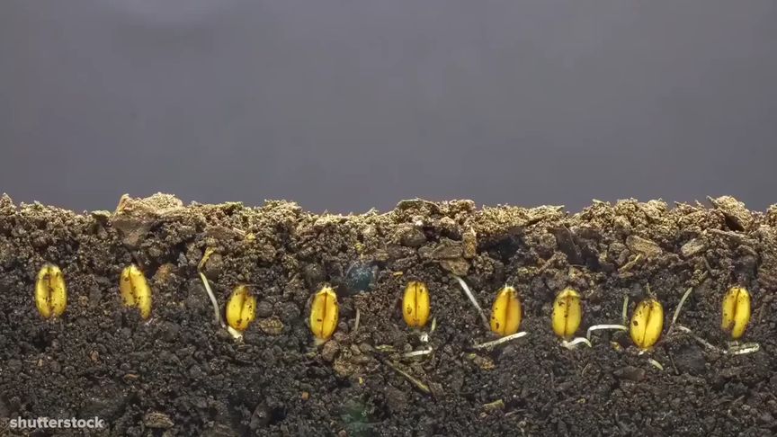 延时摄影记录植物种子萌芽、生长的过程,生命的力量,真美!