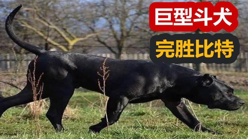 藏獒撑不过2个回合,完胜斗犬比特,来自巴基斯坦的猛犬库达