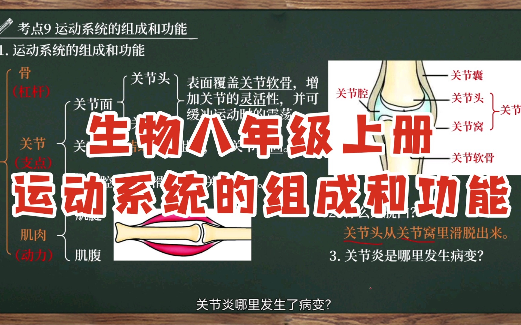 【初中生物全考点讲解|八上】考点9 运动系统的组成和功能