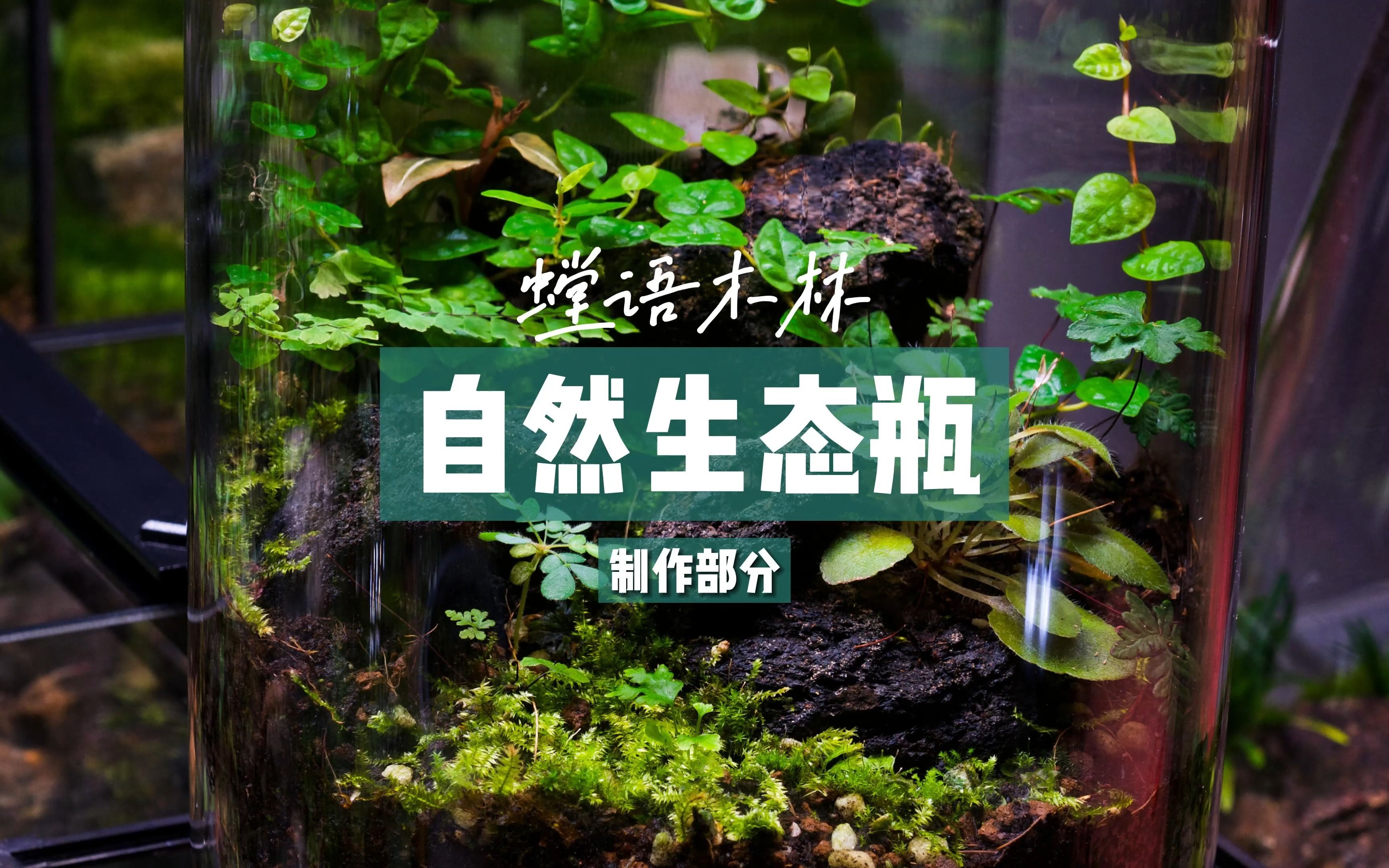 简单 好养 丰富 自然集于一身的生态瓶制作