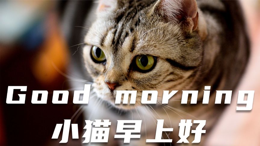 scratch 图形化编程,创意动画,小猫你好!