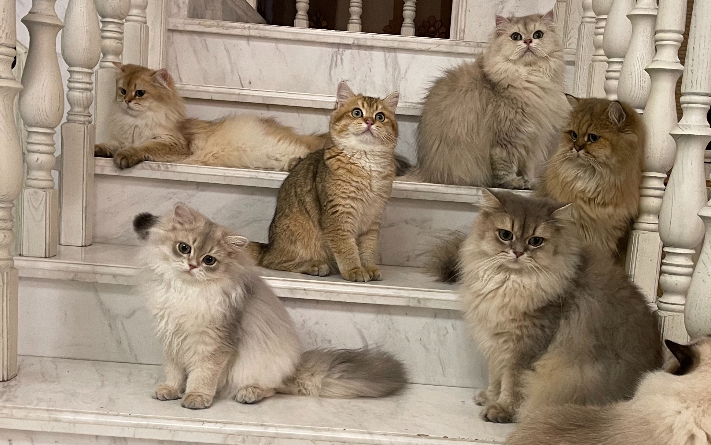 猫舍资产大盘点——来看看猫舍的库存喵呀～
