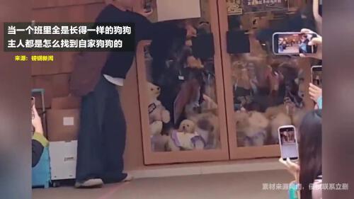 当一个班里全是长得一样的狗狗,主人都是怎么找到自家狗狗的