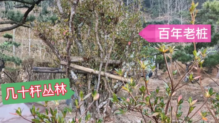 下山桩养护,牛货百年老熟桩,怎么养护映山红管理很重要