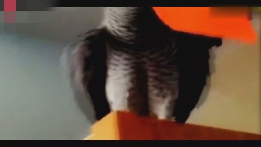 主人用苍蝇拍打鹦鹉,鹦鹉骂主人“你有病”