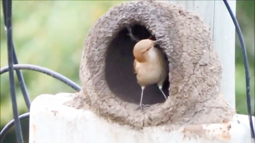 实拍鸟儿筑巢,一嘴一嘴的慢慢修葺,别说修的还真不错!
