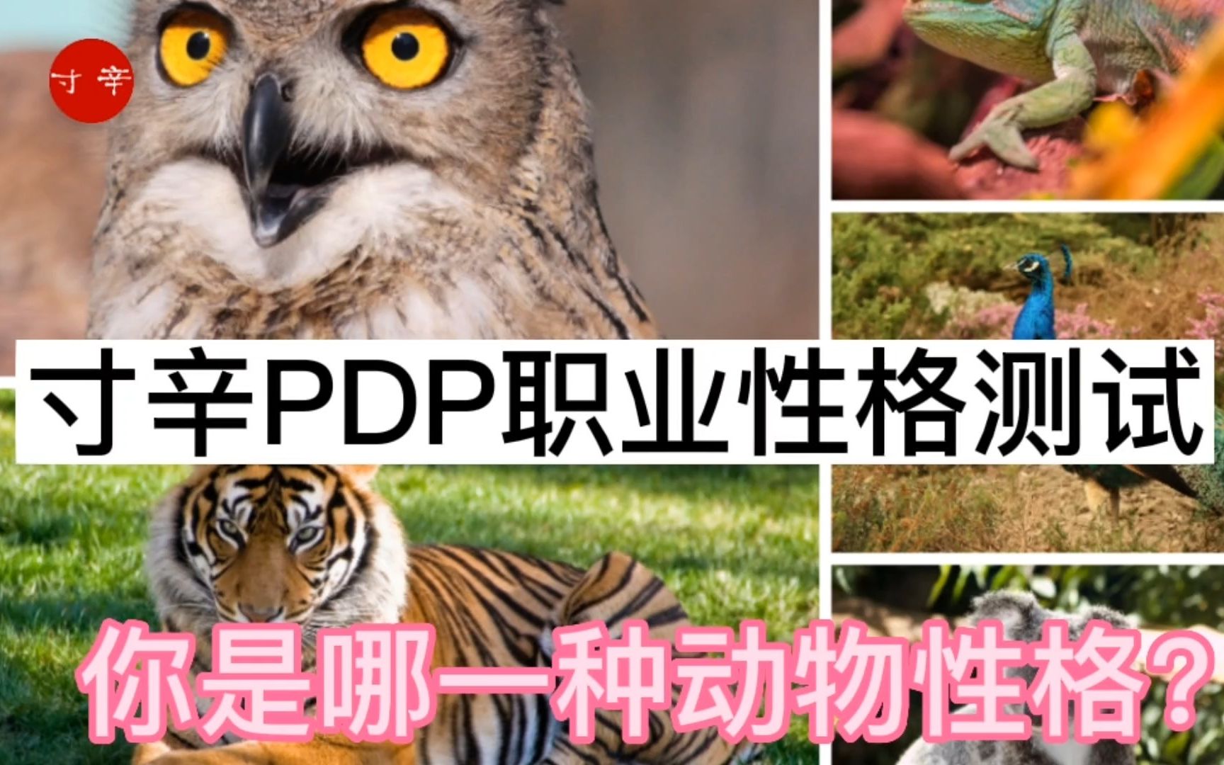 寸辛PDP职业性格测试:你是哪一种动物性格?