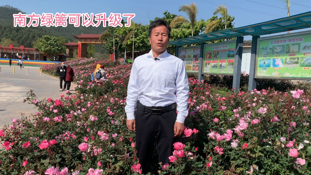 南方同比绿篱一样管理简单的景观月季