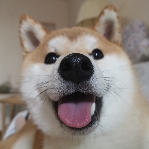 憨憨挑食怪 