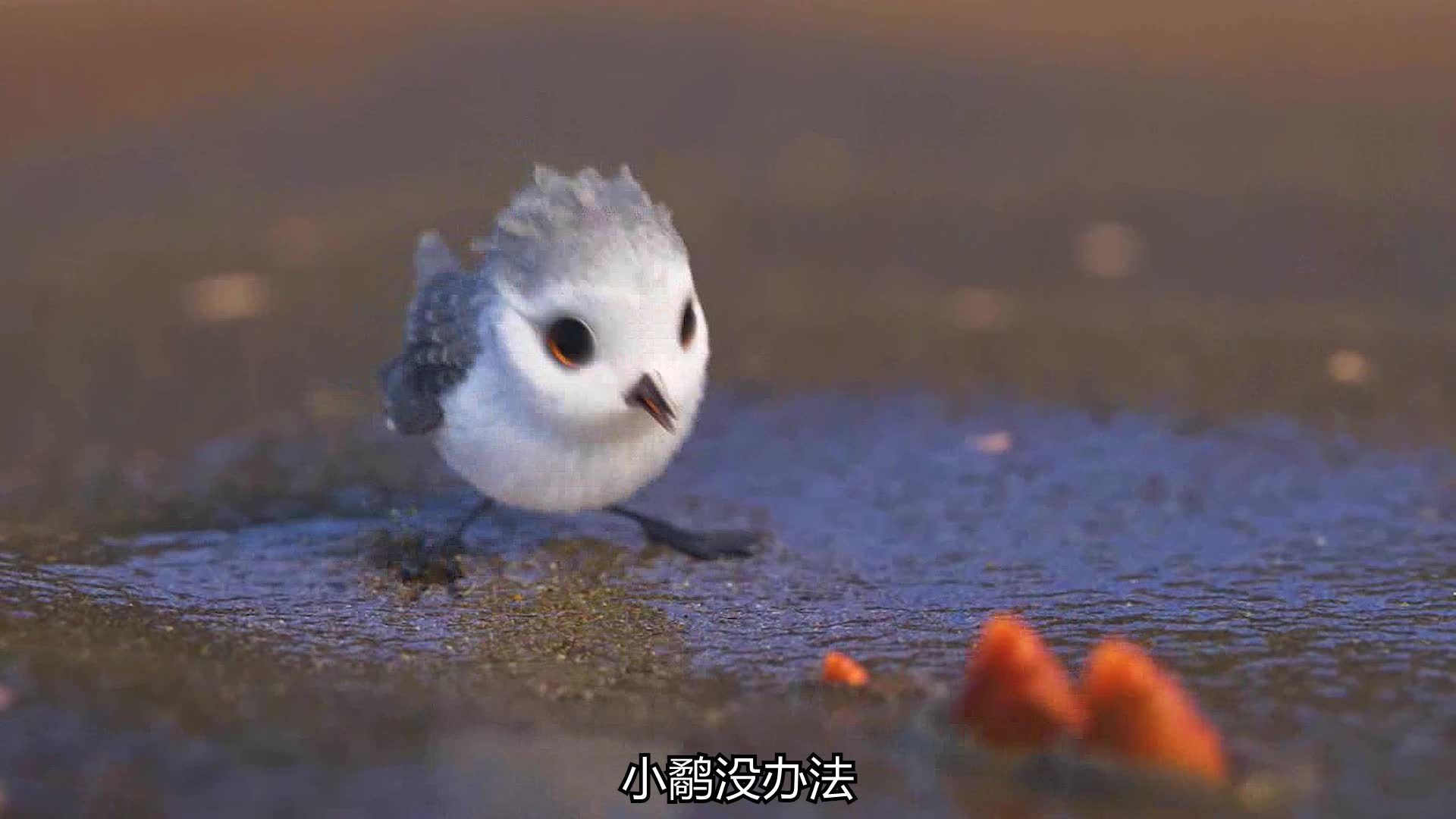奥斯卡最佳动画短片《鹬》,太治愈了!