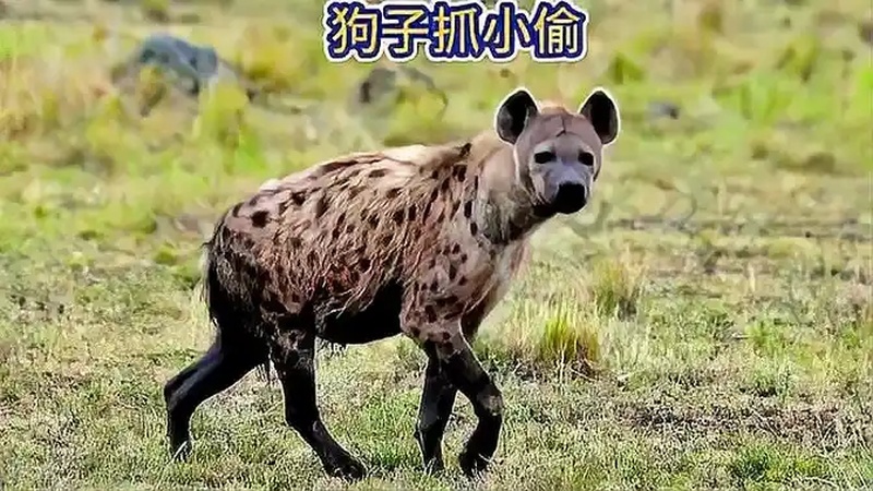 狗子抓小偷,惨不忍睹