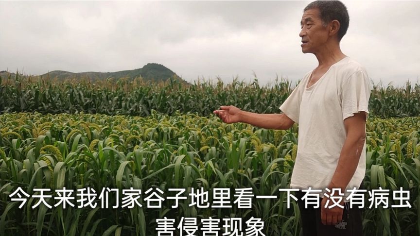 想要谷子大丰收,田间管理不能松懈,看看该怎么做