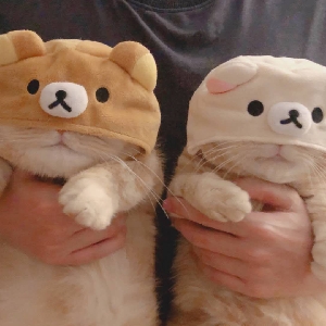 白菜汤里的胡萝卜 