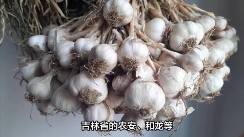 大蒜生长在哪里?种植大蒜要注意的事项