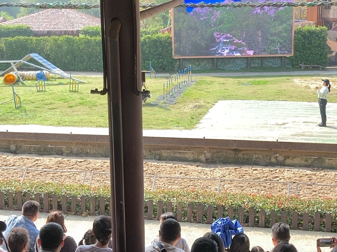 上海野生动物园最好看的居然是狗狗表演