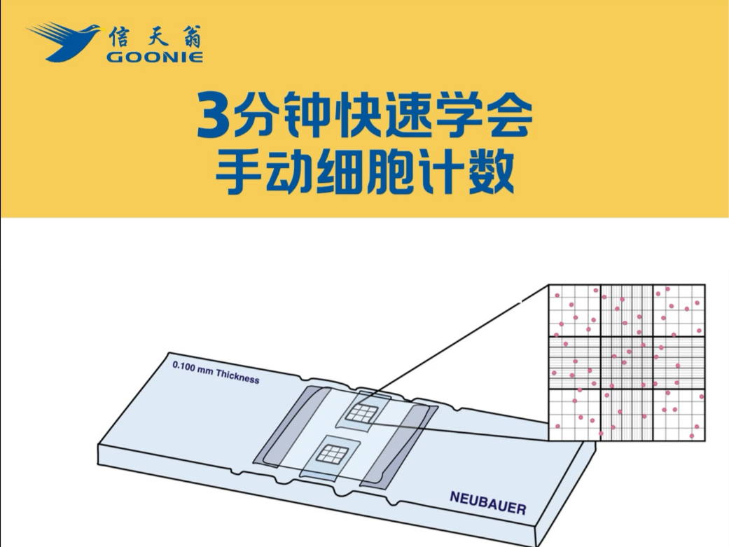 3分钟快速学会手动细胞计数