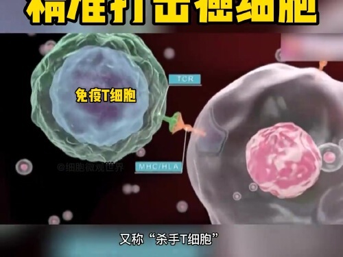 这不是科幻小说的情节,而是一种真实存在免疫系统中的免疫细胞