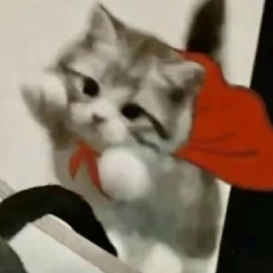 小猫也要熬夜工作 