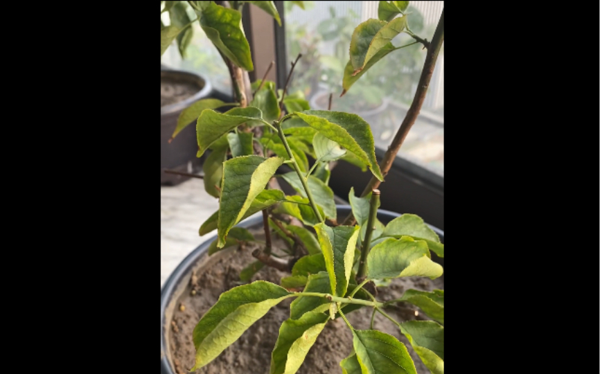 【绿萼梅】绿萼梅的养栽培经验分享