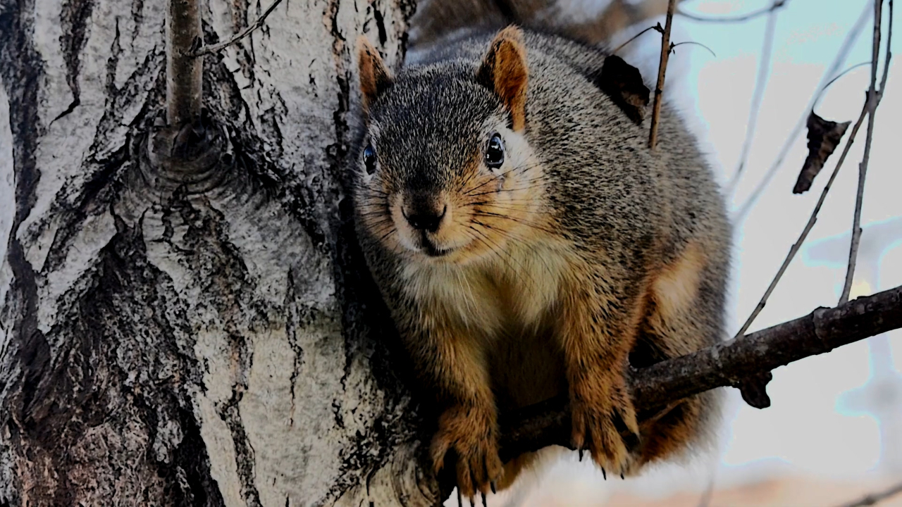 动物体操健将有何招牌动作?北美黑松鼠用实力征服科学家!
