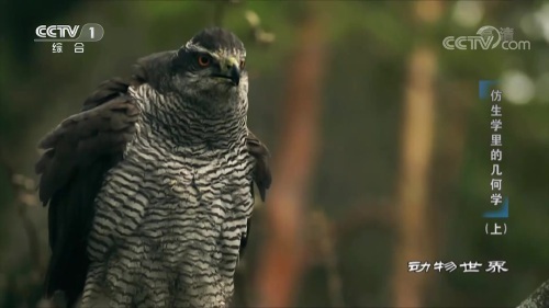 从羽毛几何结构入手,探索提升空气动力学效能的奇妙之旅
