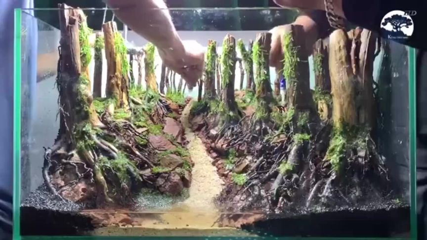 森林 60小缸 #水草造景