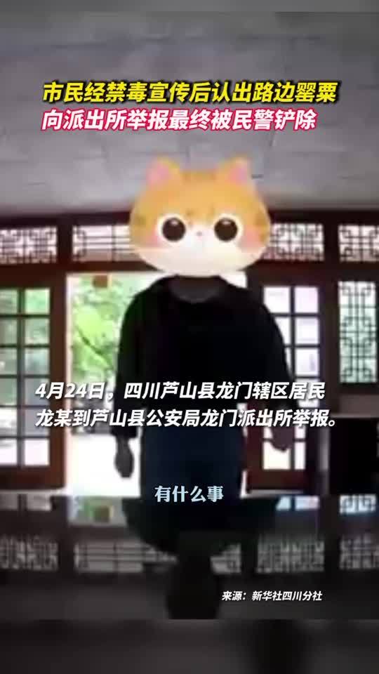 市民经禁毒宣传后认出路边罂粟,向派出所举报最终被民警铲除
