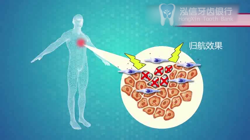 牙髓干细胞在人体内是如何工作的呢?