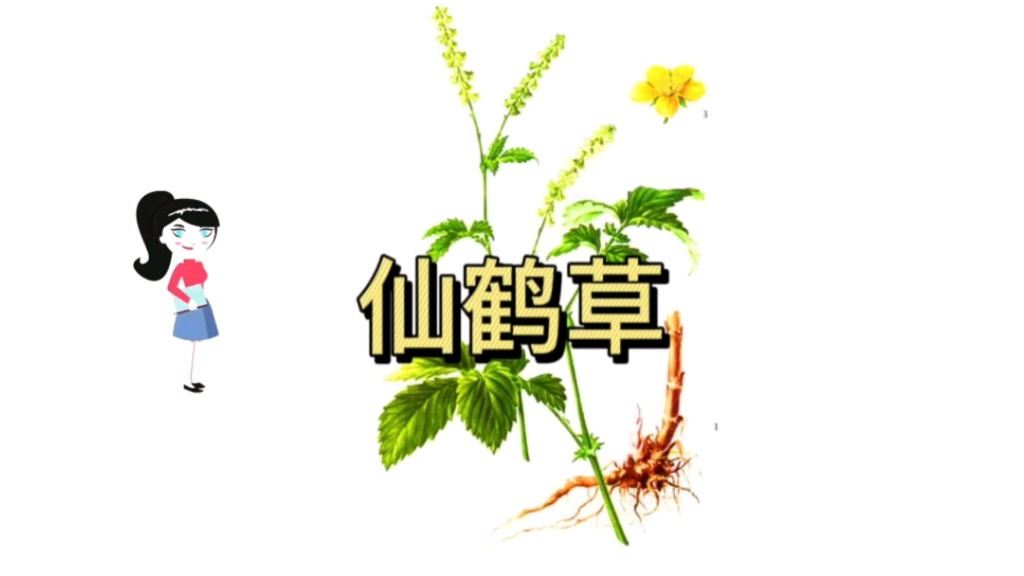 仙鹤草的功效与作用