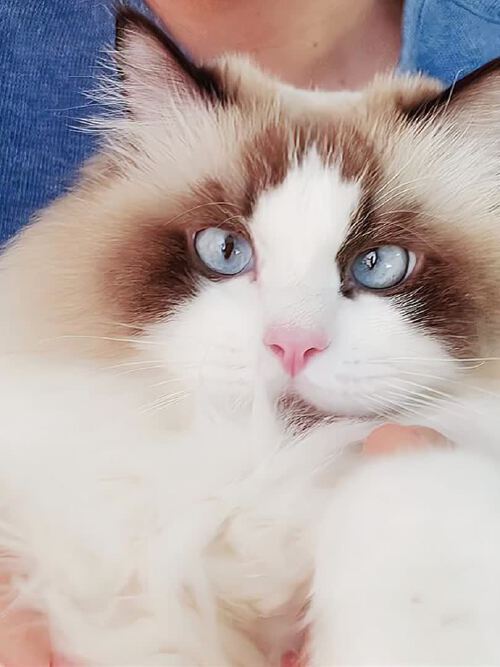 猫版C哩C哩舞蹈!洗脑神曲PANAMA