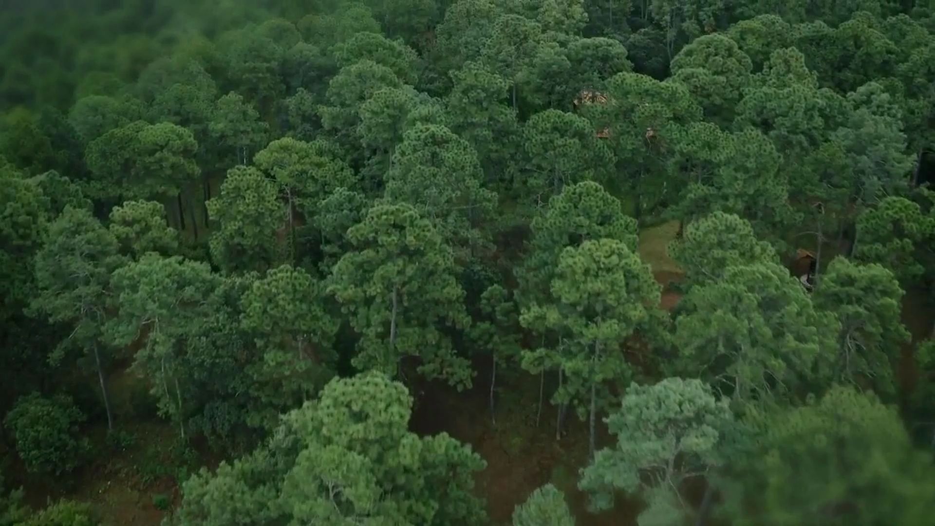 林业碳汇行业分析:绿色未来的经济引擎